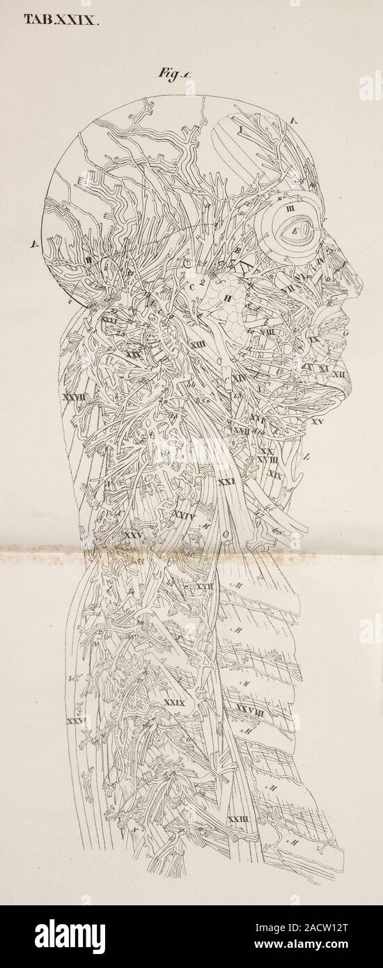 Disegno anatomico, il profilo della testa e del cranio, colonna ...
