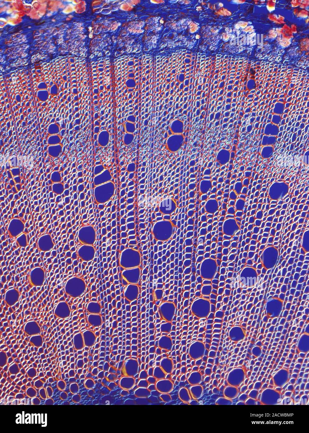 Pianta di Cannabis stelo, sezione trasversale. Normarski Differential ...