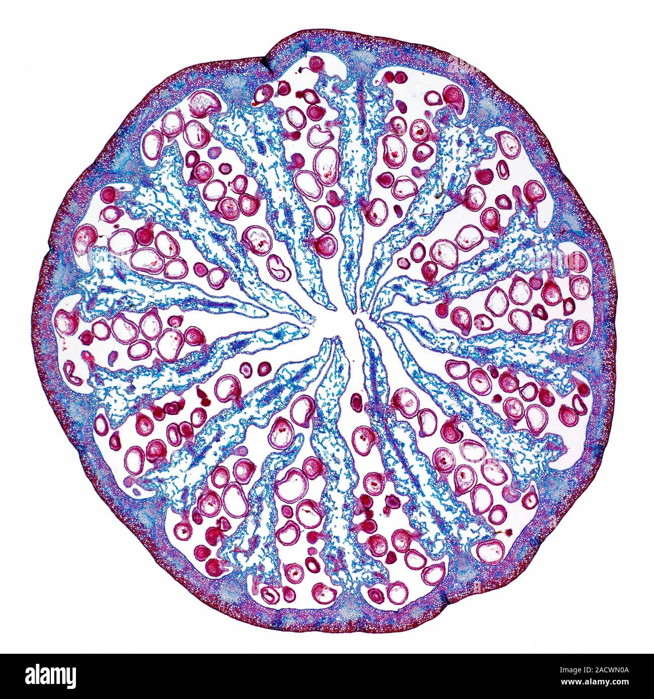 Thornapple seme. Micrografia di luce di una sezione attraverso un ...