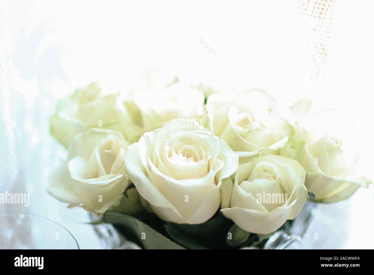 Tre grandi rose rosse immagini e fotografie stock ad alta risoluzione ...