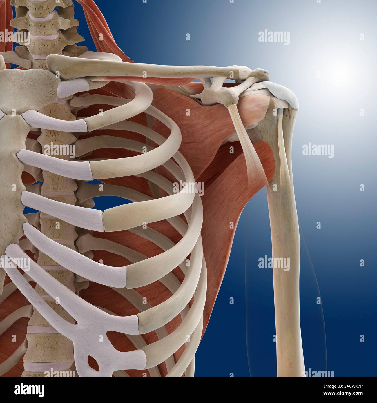Anatomia della spalla. Illustrazione di un frontale (anteriore) vista ...
