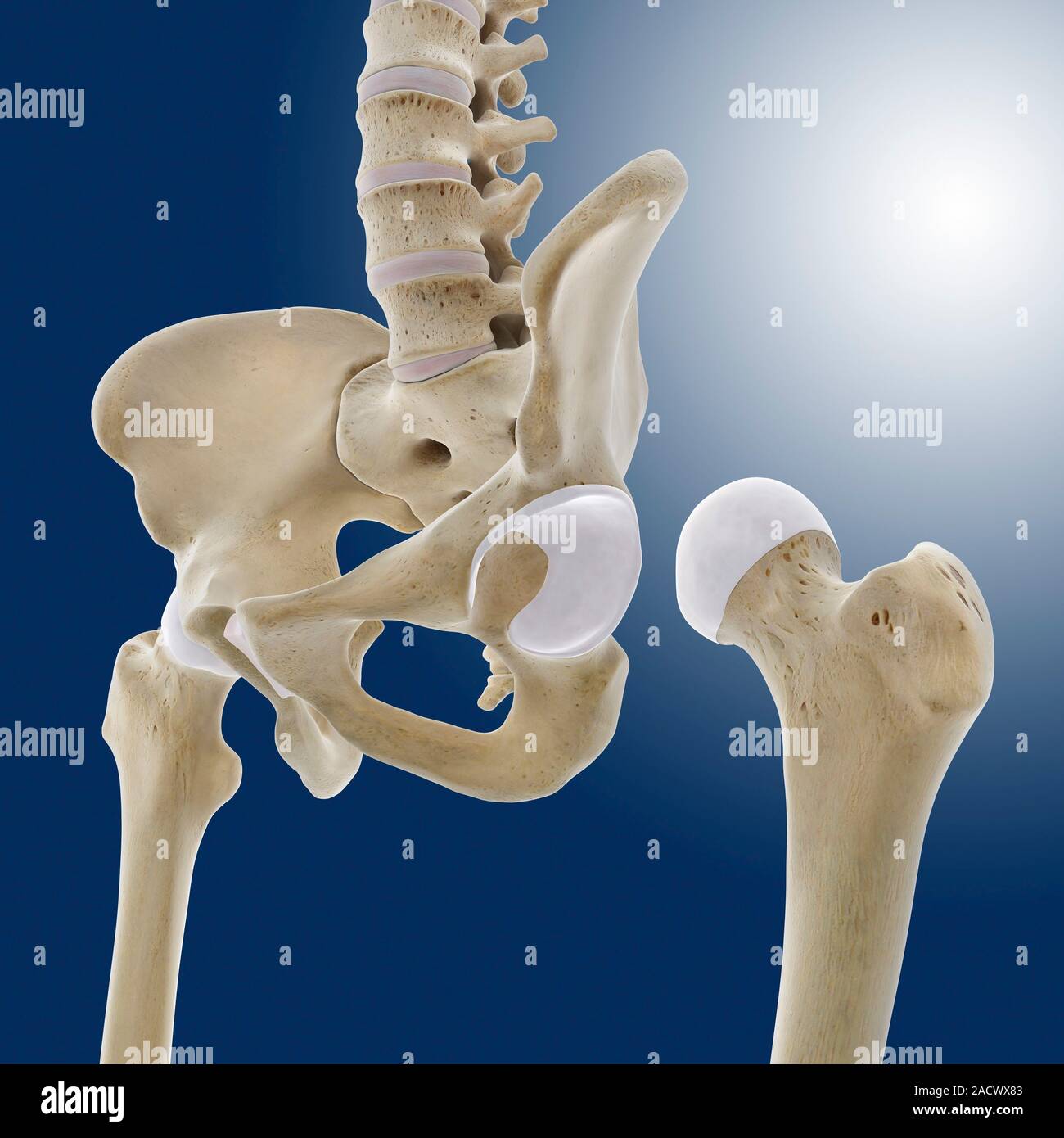 Anca anatomia. Illustrazione di una vista obliqua del lato sinistro del ...