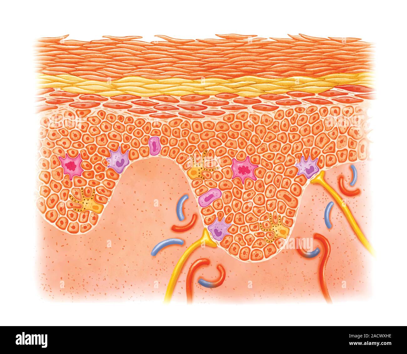 Illustrazione degli strati e cellule dell'epidermide. Questa ...