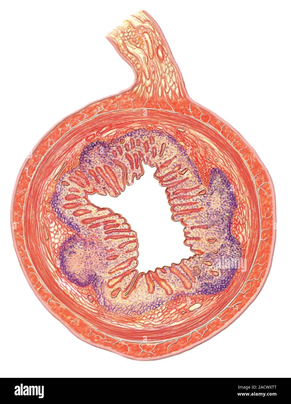 Illustrazione della struttura del muscolo liscio nel piccolo intestino ...