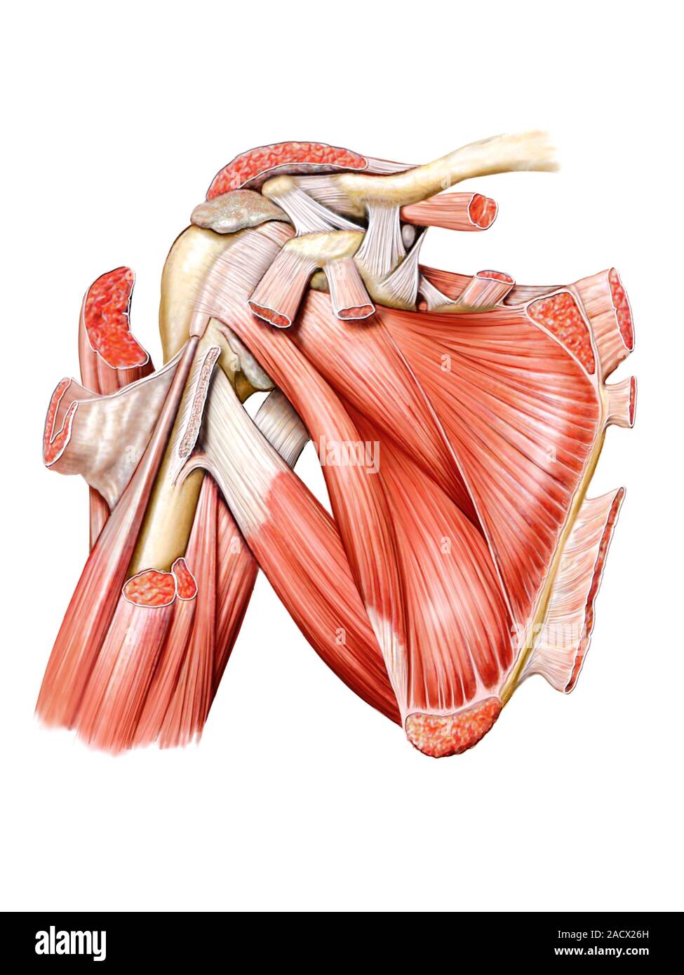 Illustrazione dei muscoli della spalla. Si tratta di un profondo ...