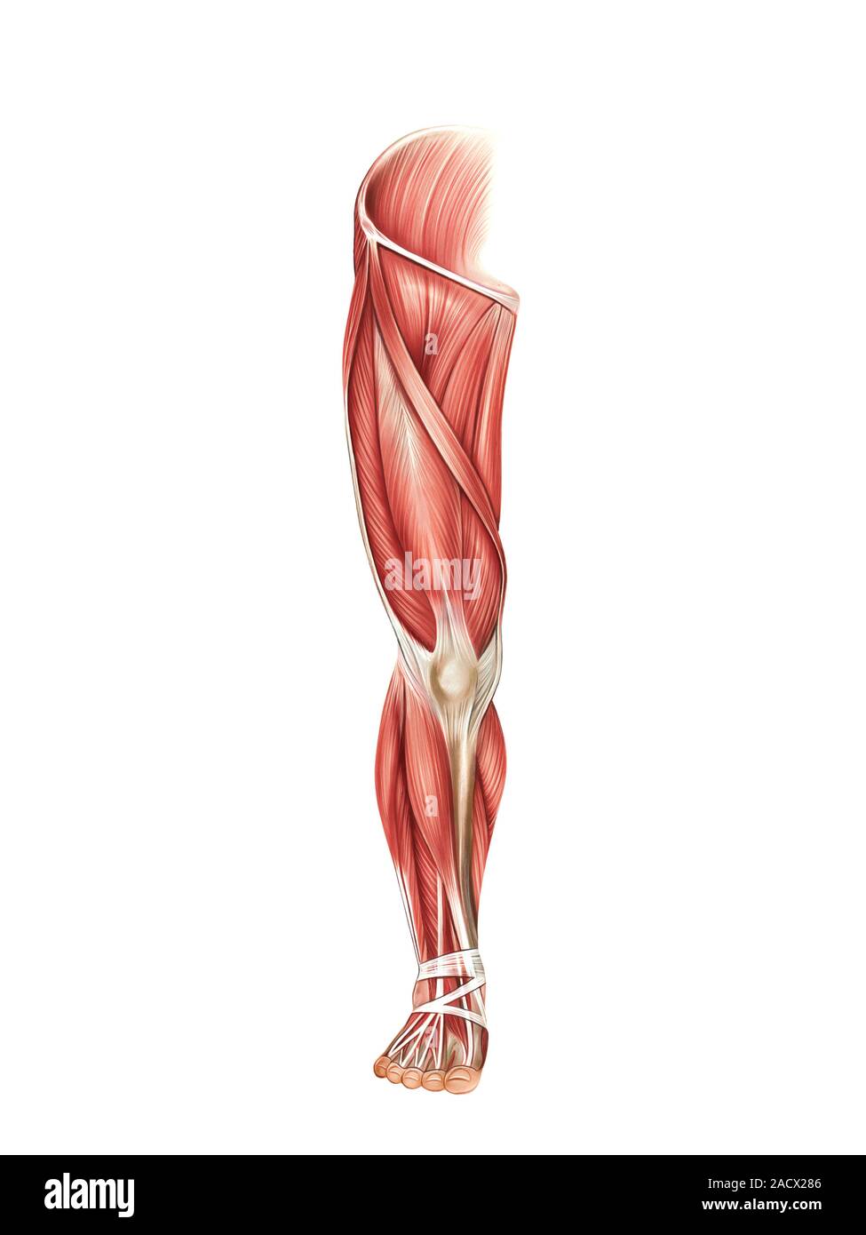 Illustrazione dei muscoli della gamba. Questa è una sezione anteriore ...