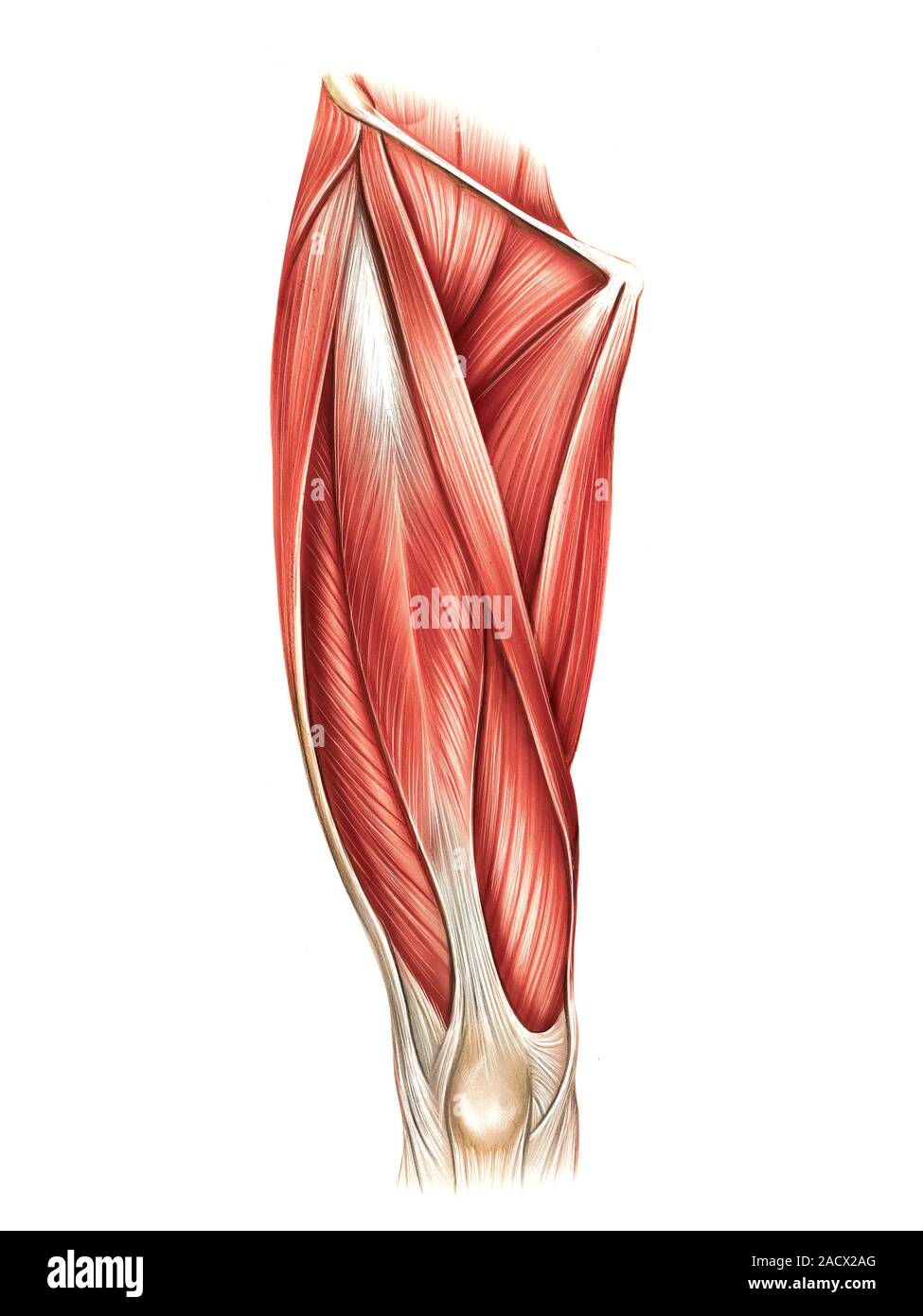 Illustrazione dei muscoli della coscia. Questa è una sezione anteriore ...