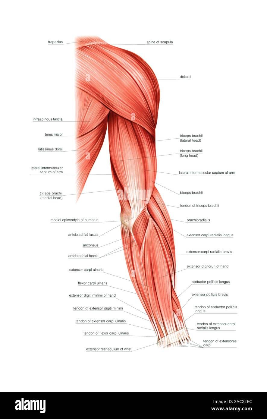 Illustrazione Dei Muscoli Della Parte Superiore Del Braccio Destro Illustrazione Dei Muscoli Della Parte Superiore Del Braccio Destro