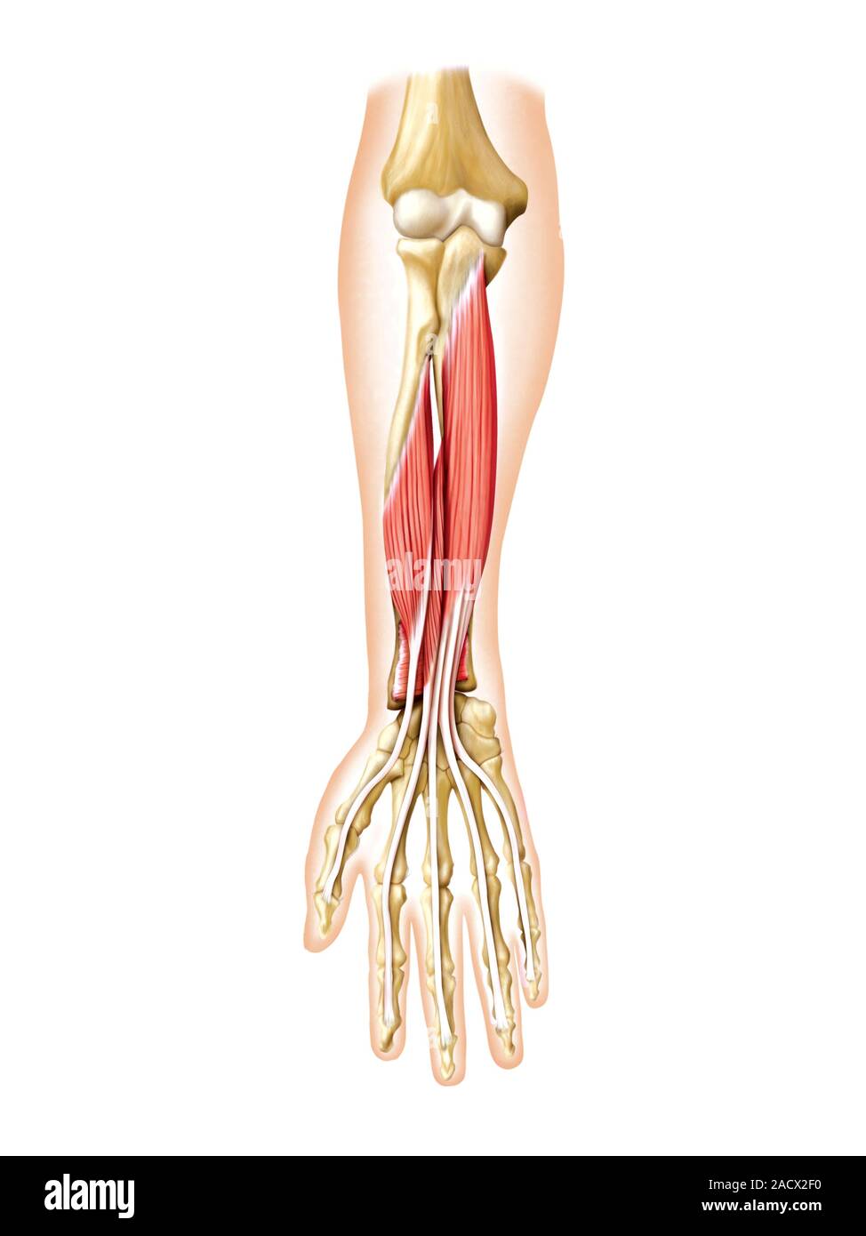 Illustrazione dei muscoli anteriori dell'avambraccio. Questa è una ...
