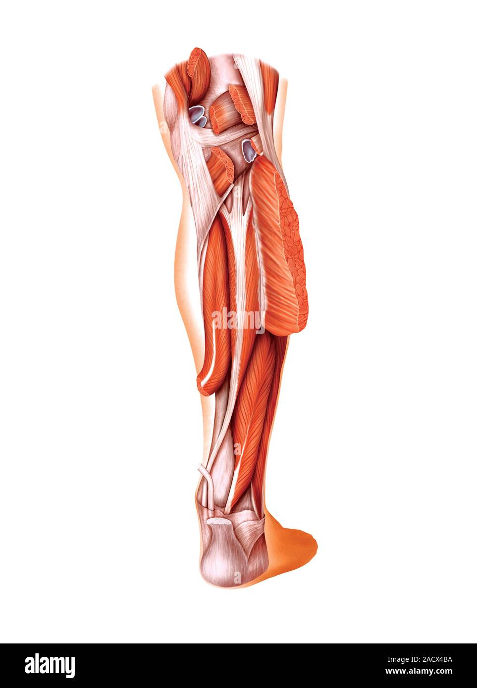 Illustrazione dei muscoli della gamba e del piede. Questa è una sezione ...