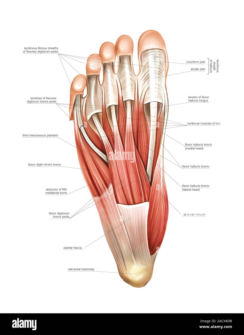 Illustrazione della interosseous muscoli del piede. Si tratta di un ...