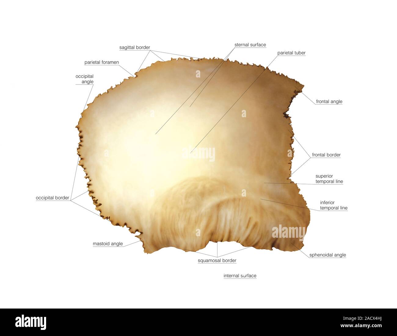 Illustrazione dell'osso parietale del cranio. Illustrazione da ...
