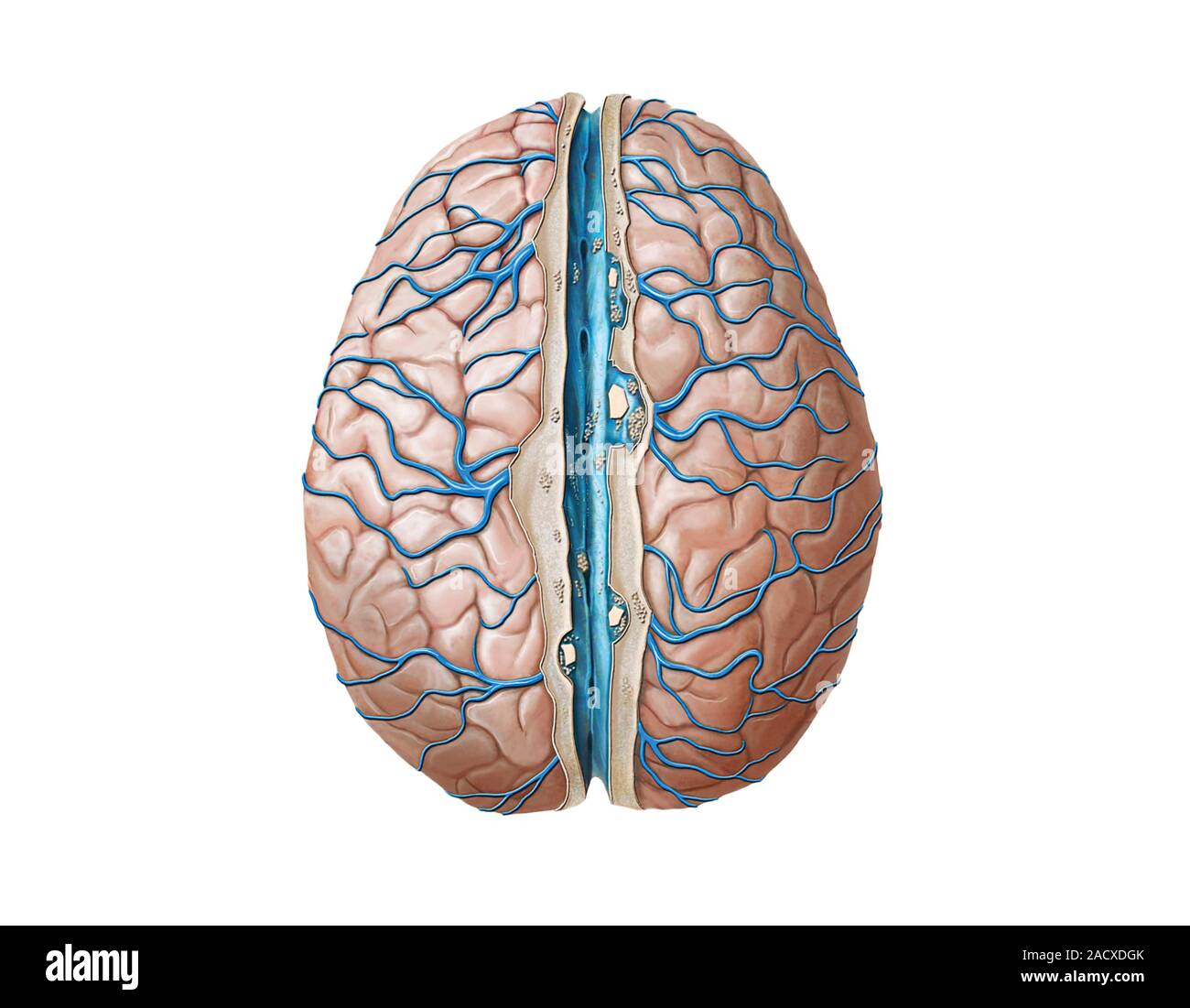 Illustrazione del sistema venoso del cervello. Questa superiore ...