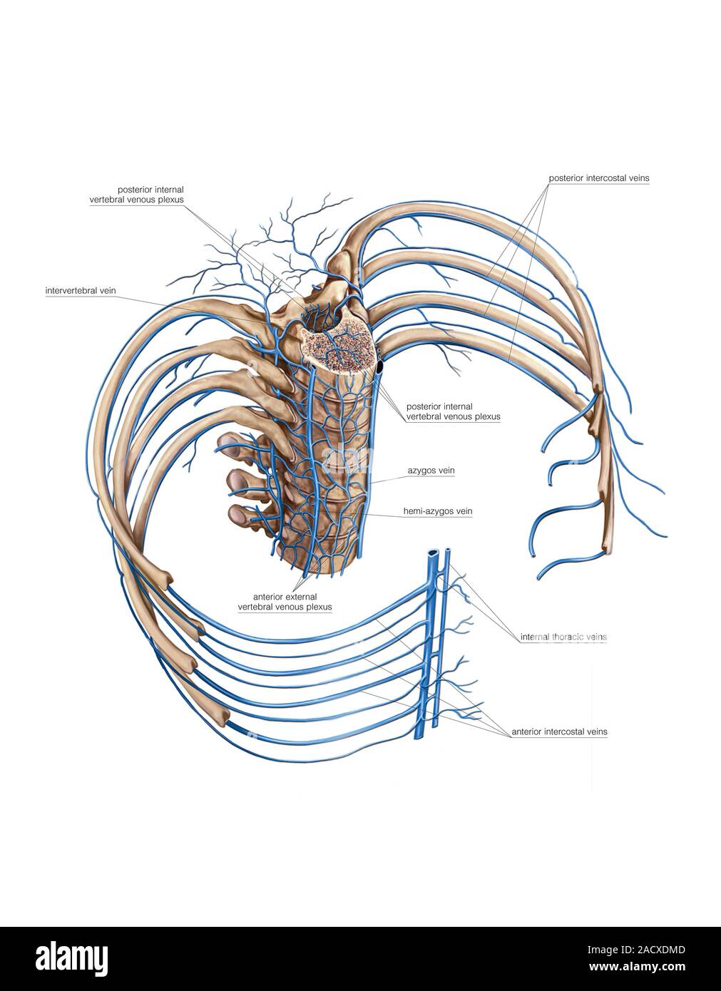 Illustrazione delle vene intercostali e vertebrale plesso venoso ...