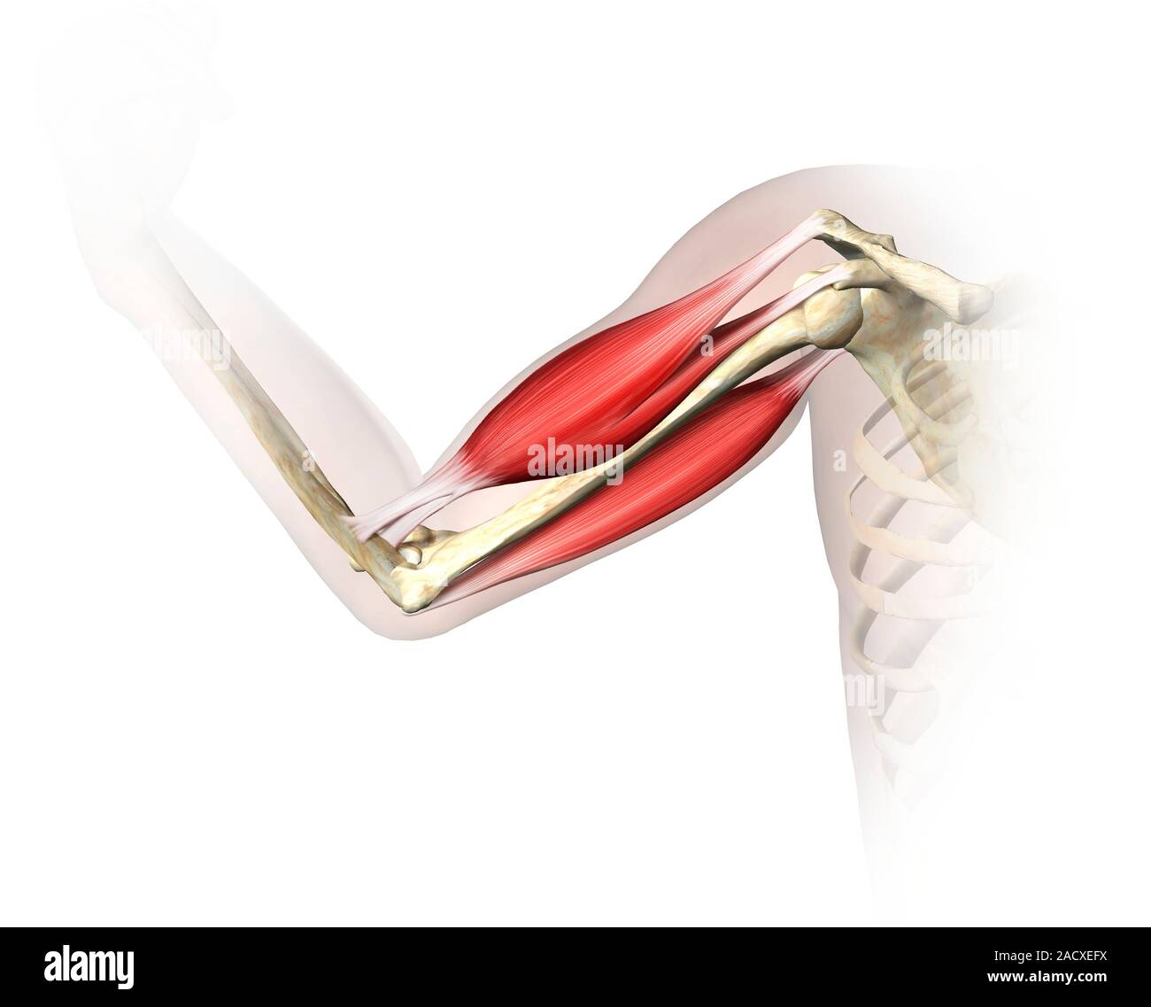 La parte superiore del braccio muscoli. Illustrazione del bicipite ...