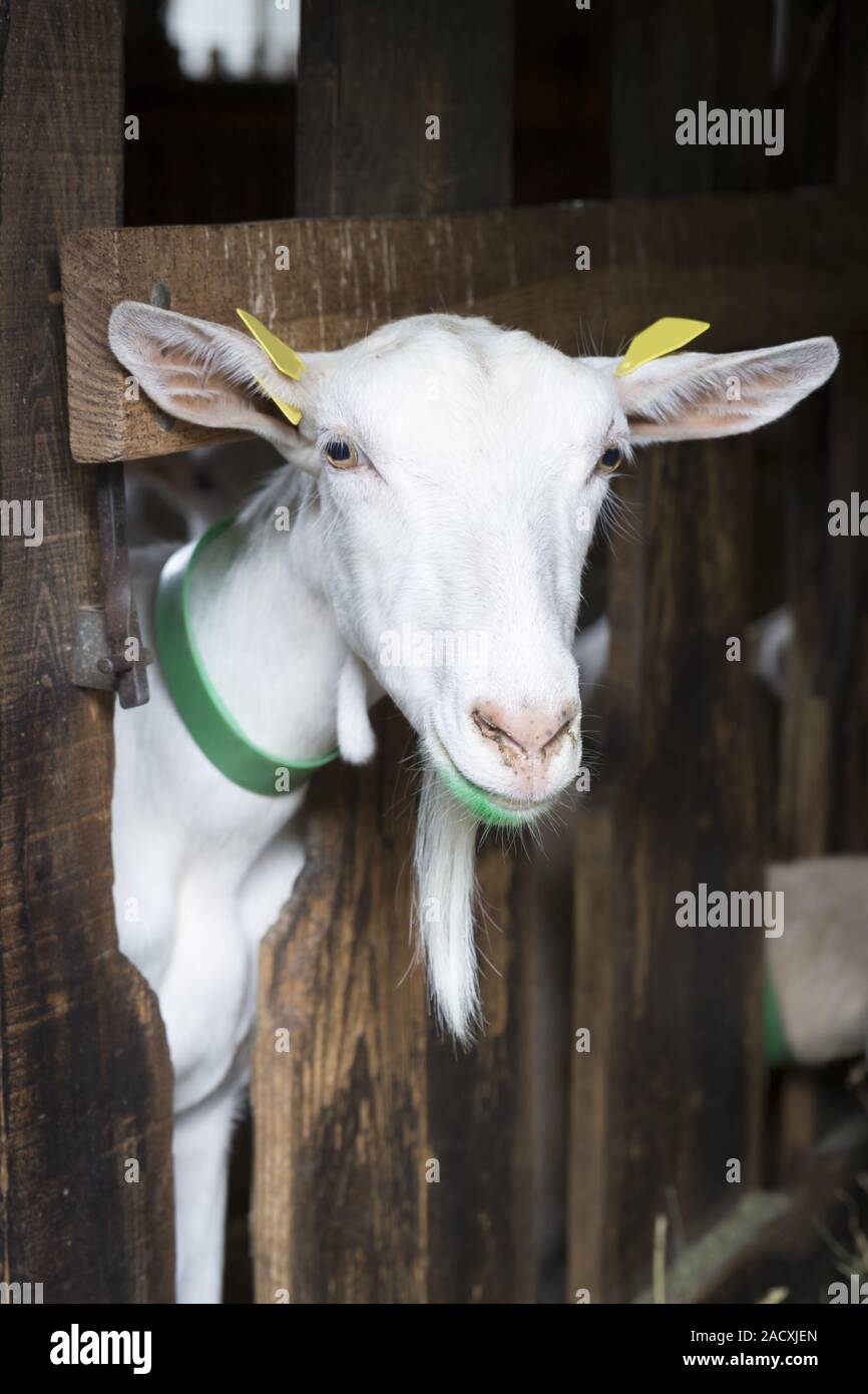 Capra nella stalla immagini e fotografie stock ad alta risoluzione - Alamy