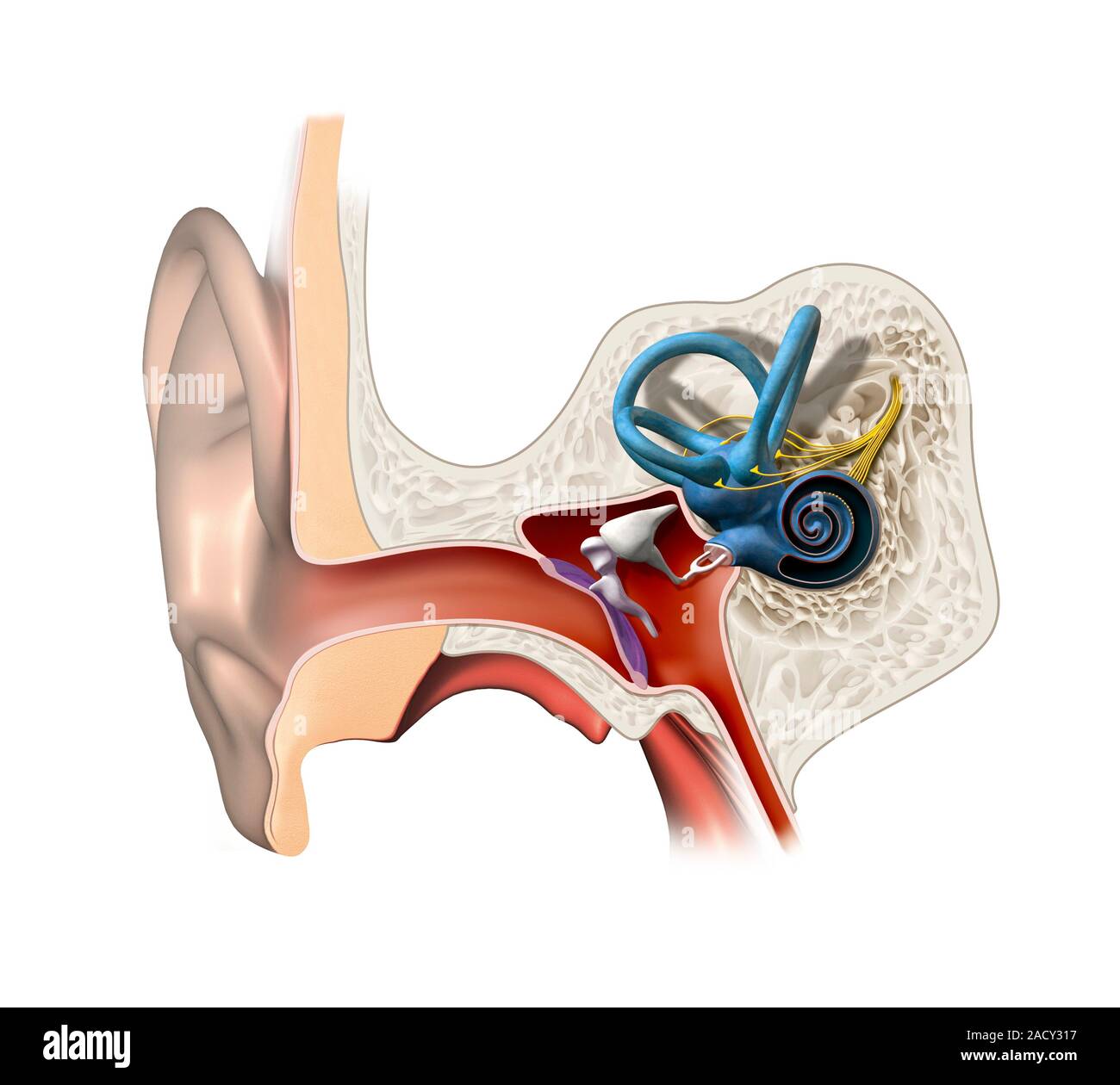 Orecchio umano anatomia. Computer in sezione illustrazione che mostra ...