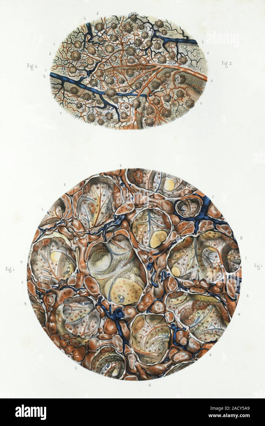 Anatomia della milza. Xix secolo illustrazione mostrante la struttura ...