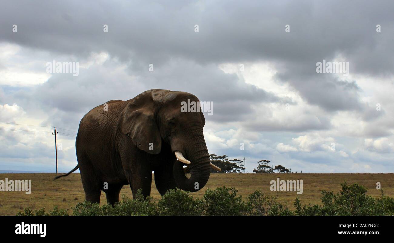 Africa animale selvatico immagini e fotografie stock ad alta ...