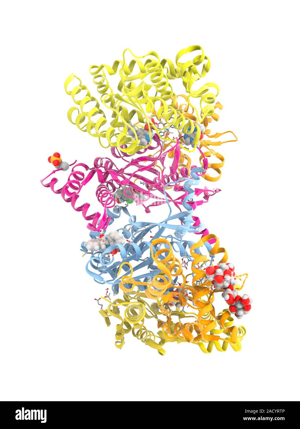 Glicogeno fosforilasi molecola. Modello di computer che mostra la ...