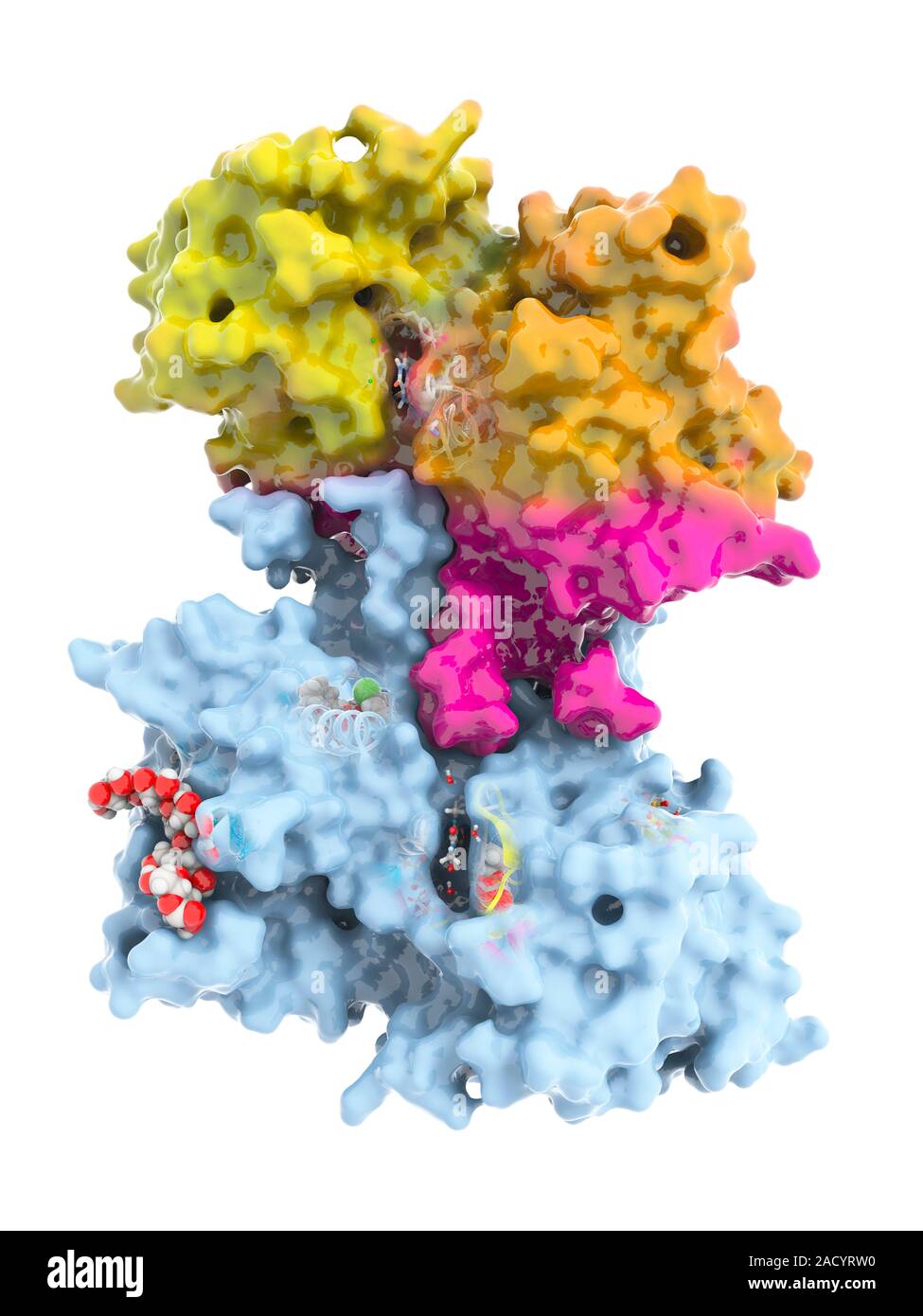 Glicogeno fosforilasi molecola. Modello di computer che mostra la ...