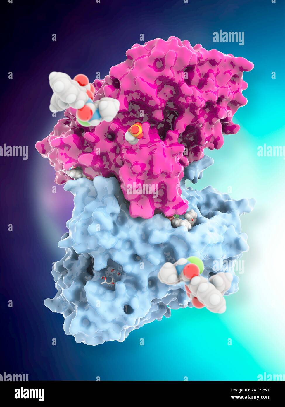 Glicogeno fosforilasi molecola. Modello di computer che mostra la ...