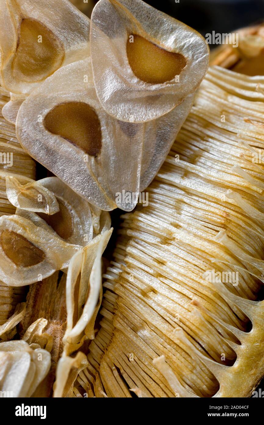Un seme di aprire la capsula del gigante Himalayan lily, Cardiocrinum ...