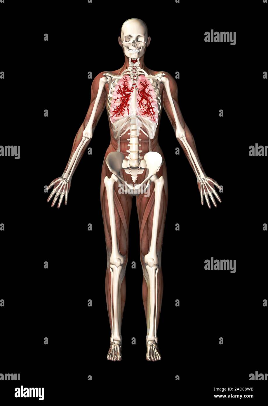 Anatomia umana. Illustrazione del calcolatore di anatomia umana, mostrando lo scheletro, muscoli ...