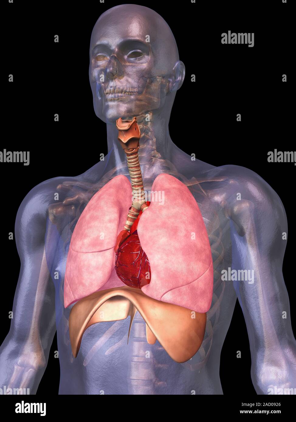 Anatomia del torace. Computer illustrazione degli organi della cavità ...