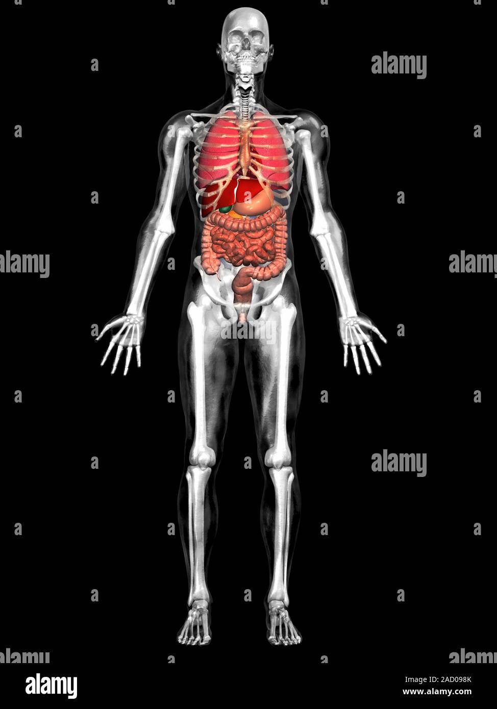 Anatomia Umana, illustrazione. Lo scheletro è parzialmente visibile e ...