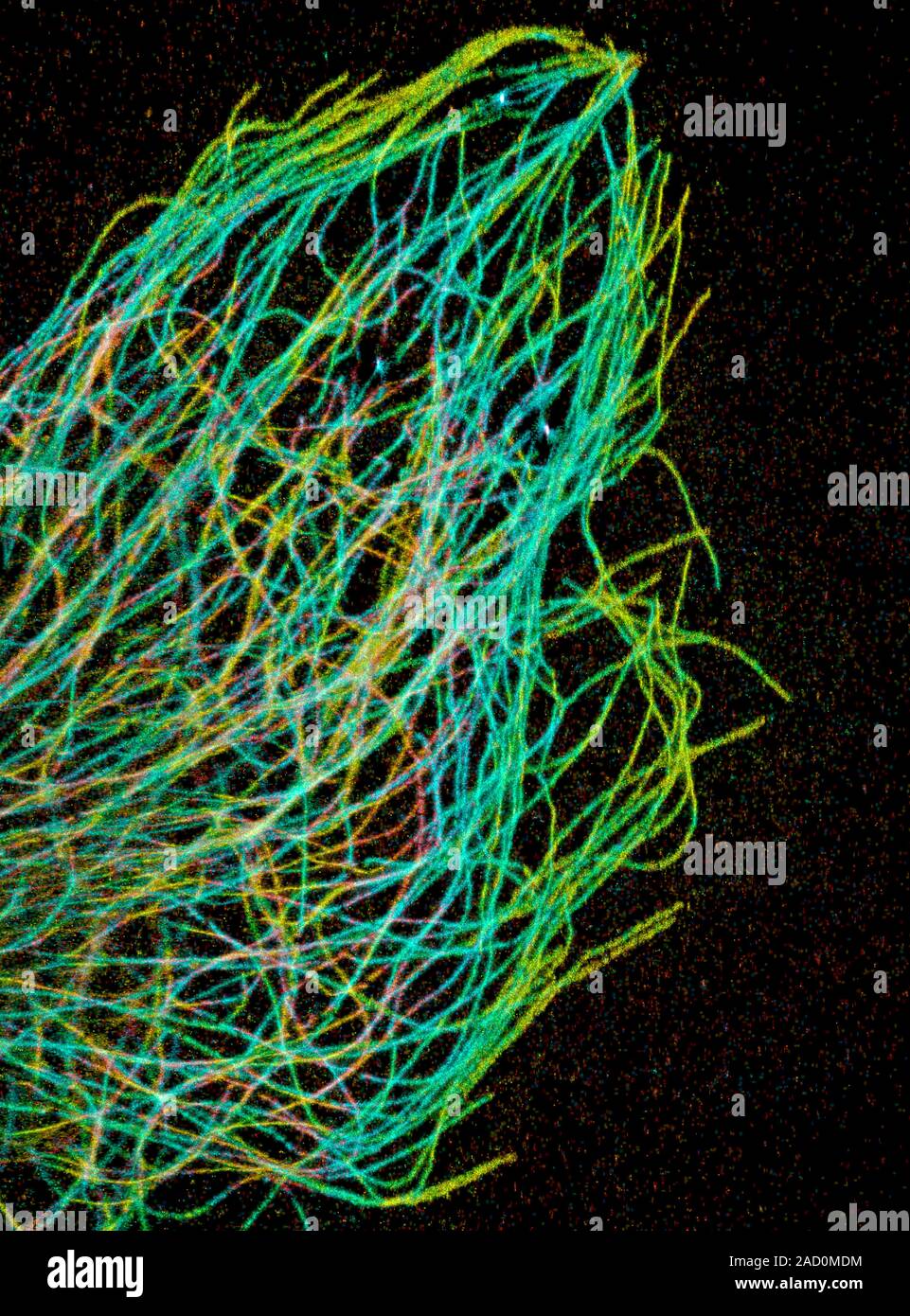 La tubulina microtubuli. Micrografia di un fascio di filamenti di ...