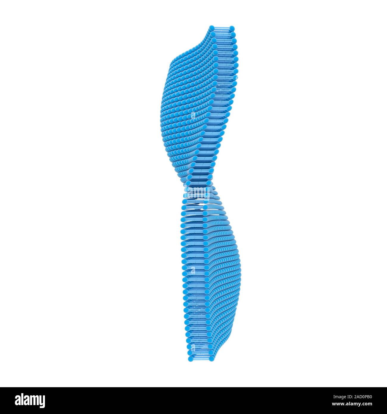 La permeabilità della membrana. Illustrazione di un fosfolipide ...