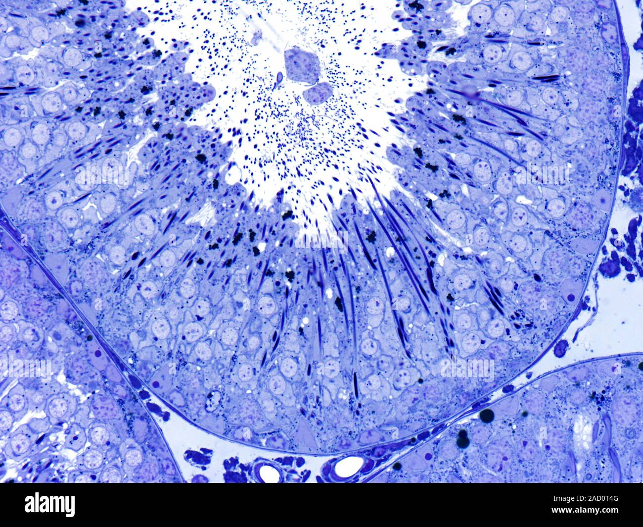 Microscopia a luce di un tubulo seminifero nel testicolo mostra piena ...
