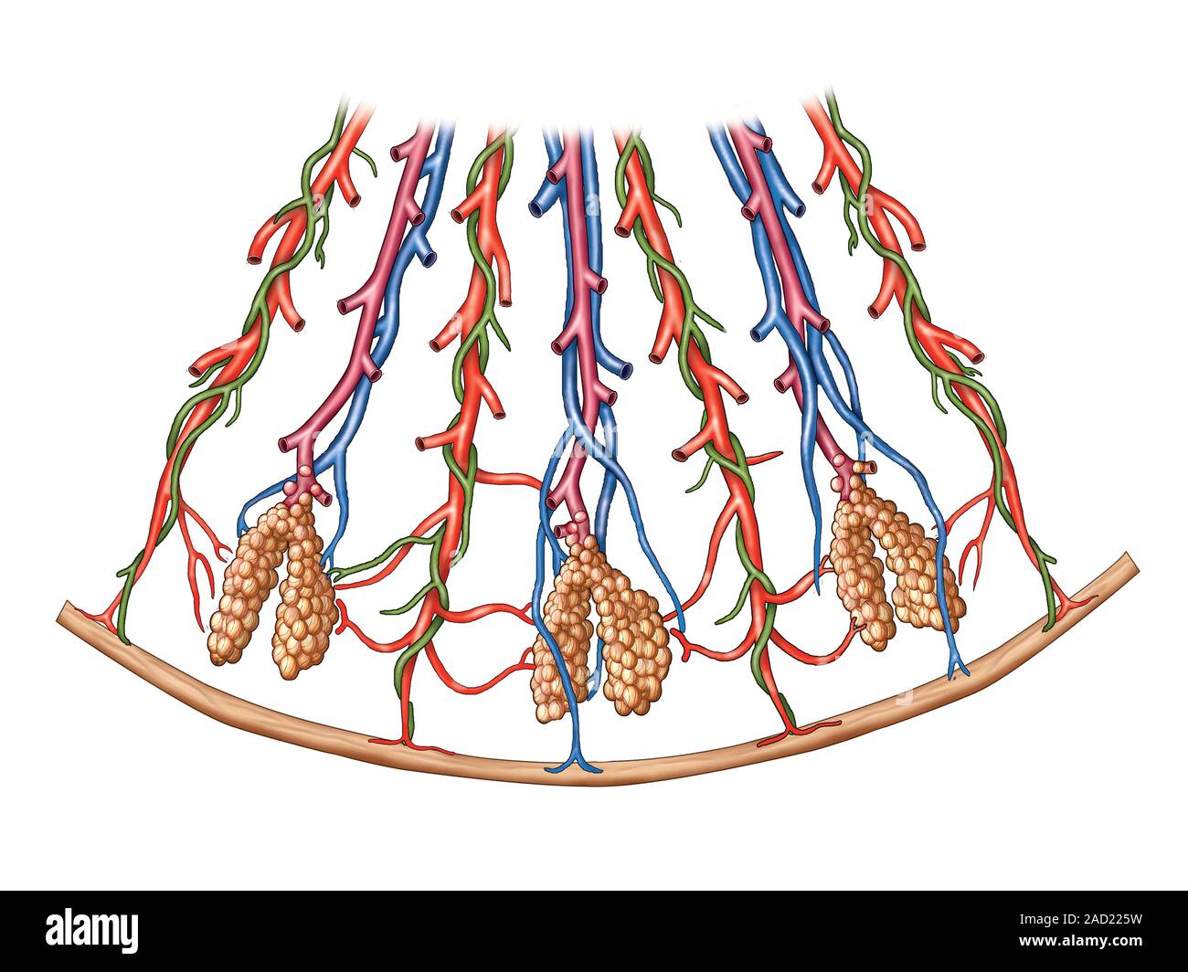 Illustrazione dell'albero bronchiale, struttura interna, i vasi ...