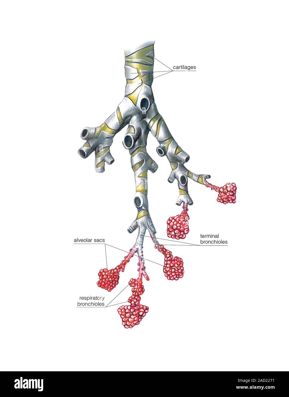 Illustrazione del tratto intrapolmonare e alveolo polmonare. Questa ...