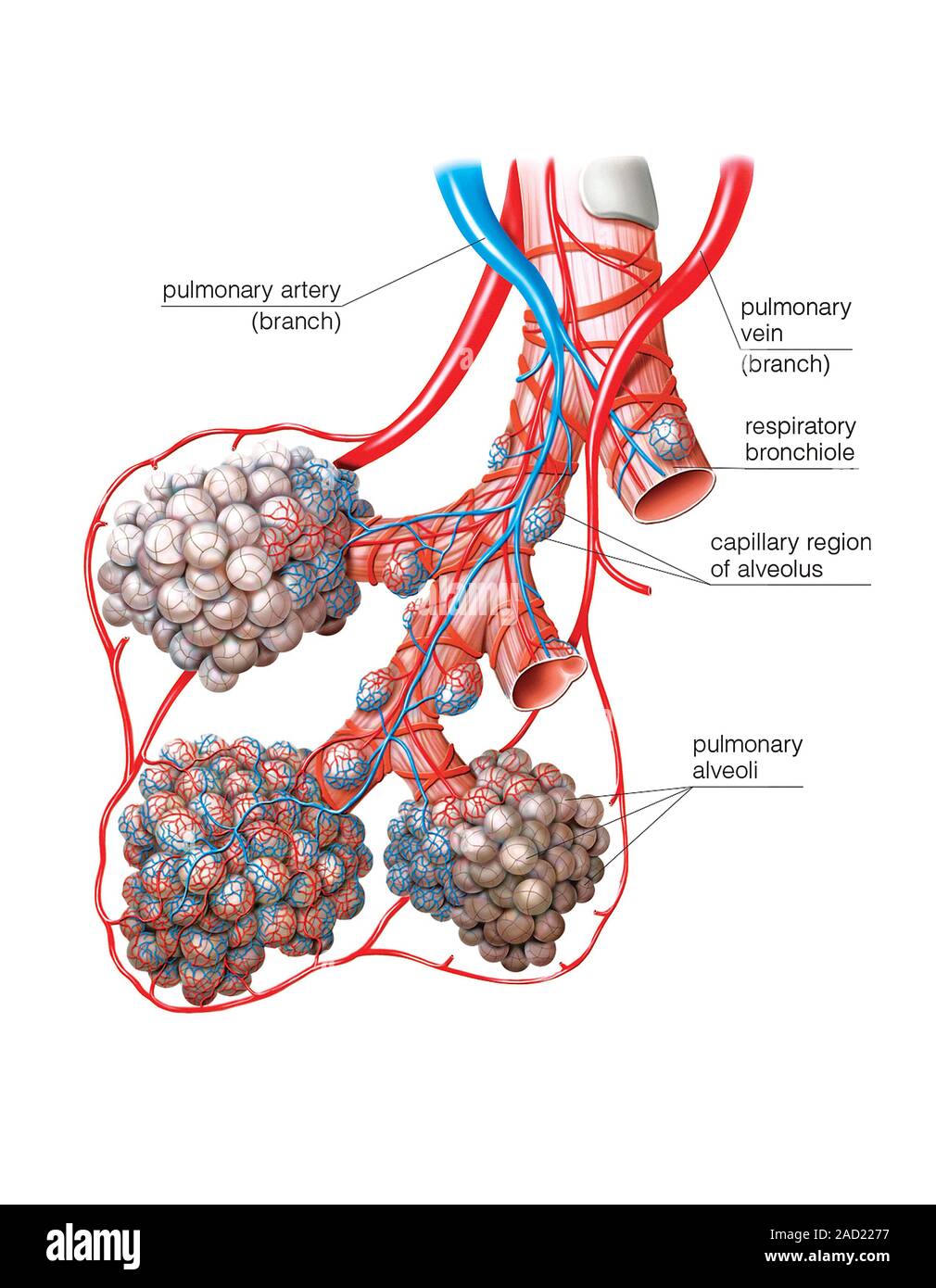 Illustrazione del tratto intrapolmonare e alveolo polmonare. Questa ...