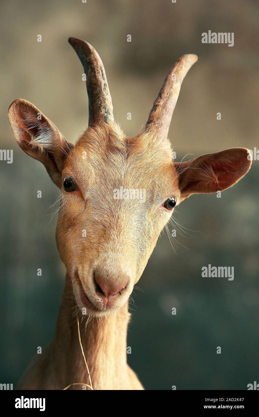 Capretta. Il addomesticati (Capra aegagrus hircus) è una sottospecie di ...