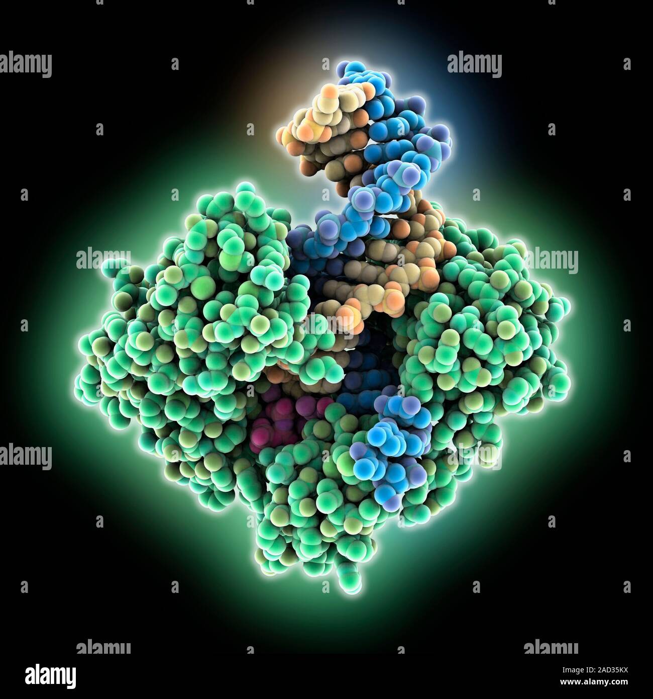 DNA polimerasi legata con DNA. Il modello molecolare di DNA polimerasi ...