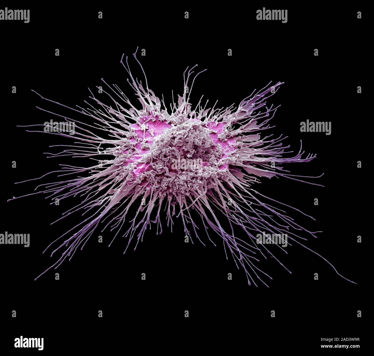 Cellula dendritica. Color scanning electron microfotografia (SEM) di ...