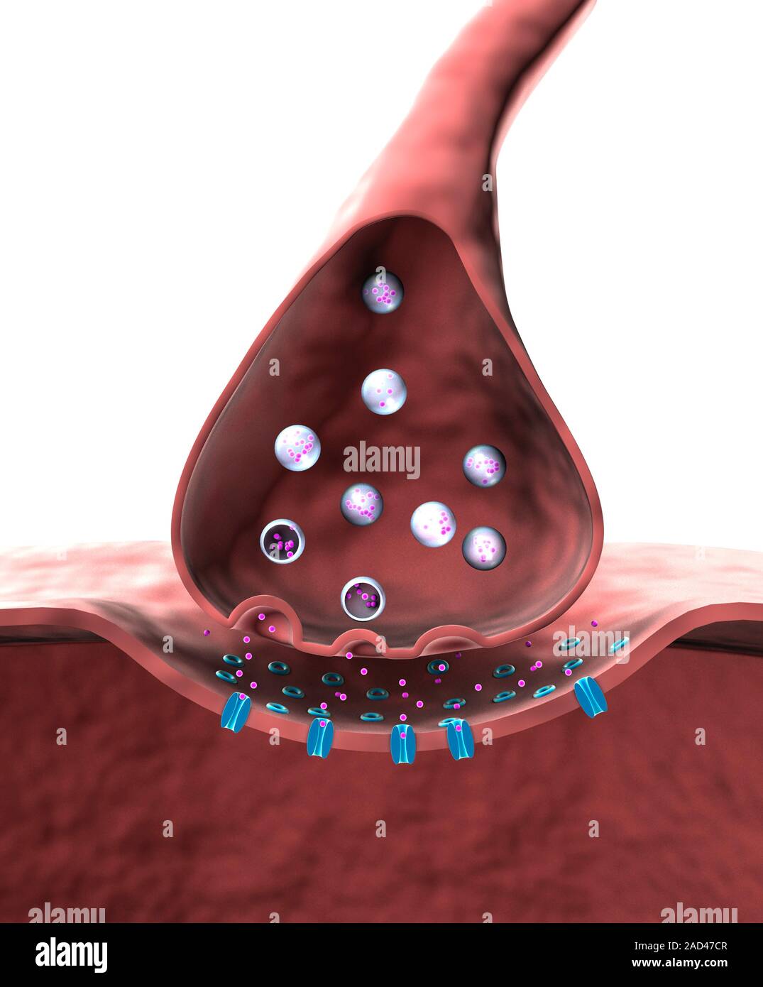 Synapse. Computer in sezione illustrazione di una sinapsi, la giunzione ...