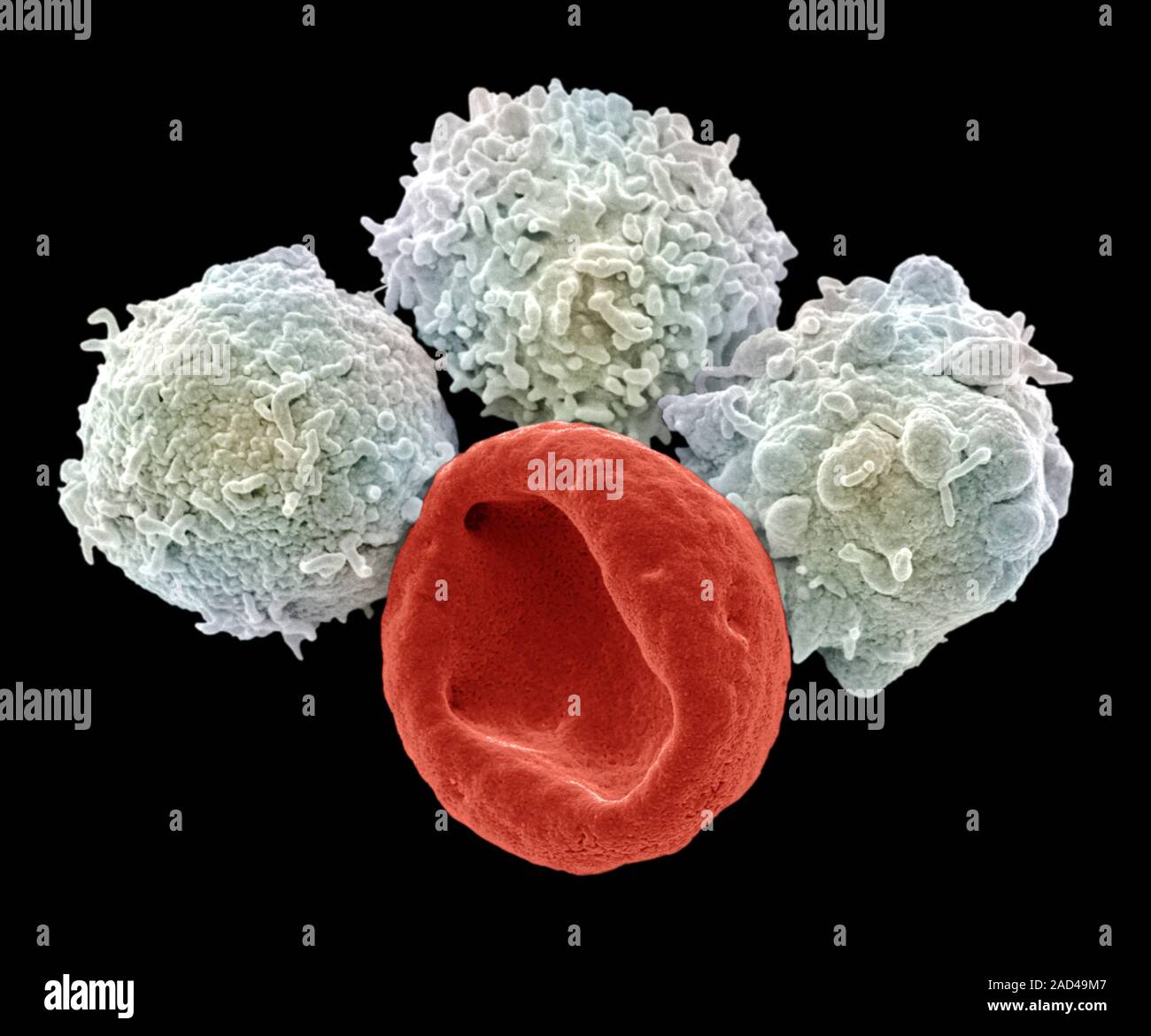 Le cellule del sangue. Color scanning electron microfotografia (SEM) di ...