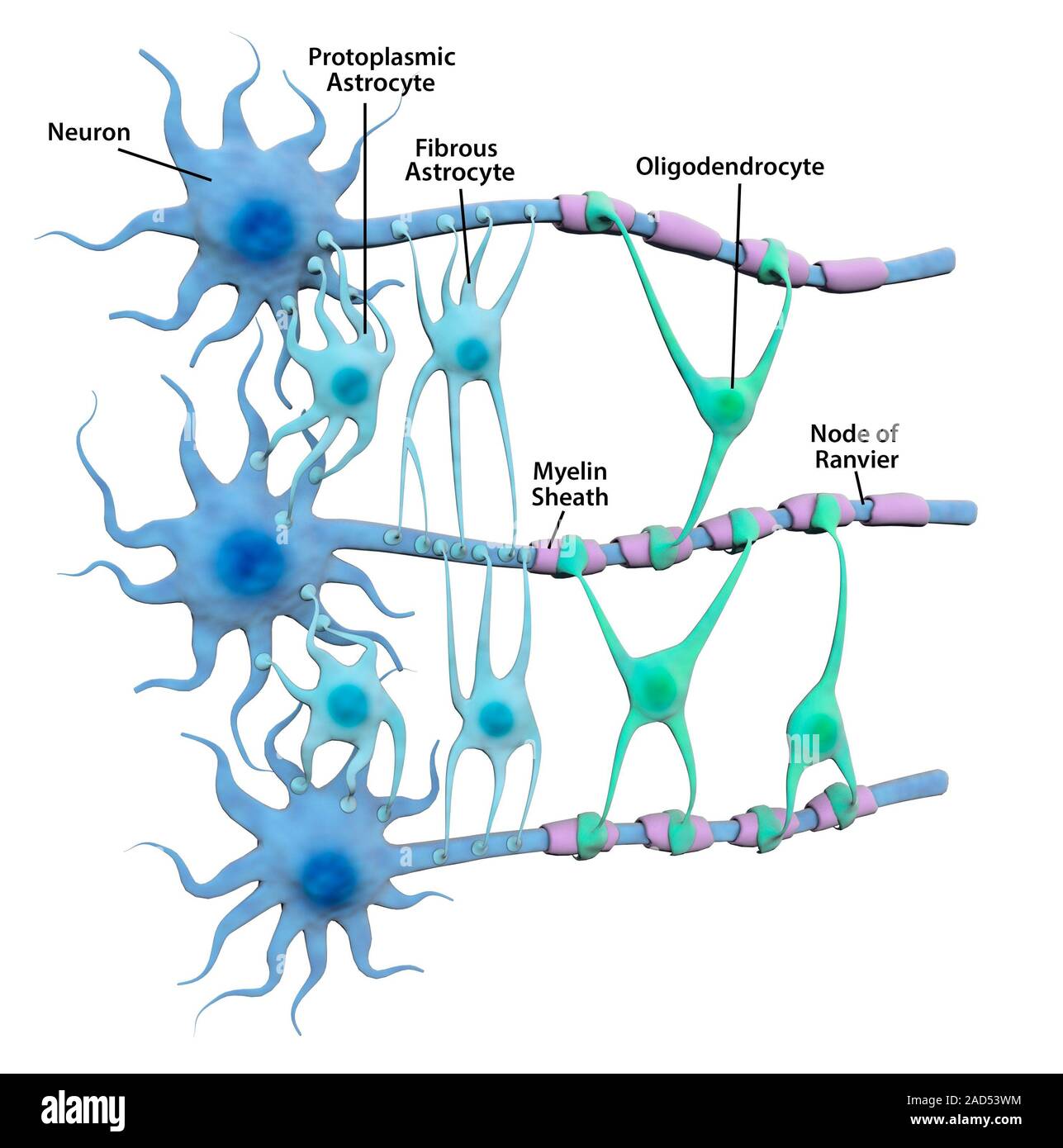 Neuroni del cervello e neuroglia. Illustrazione del cervello di cellule ...