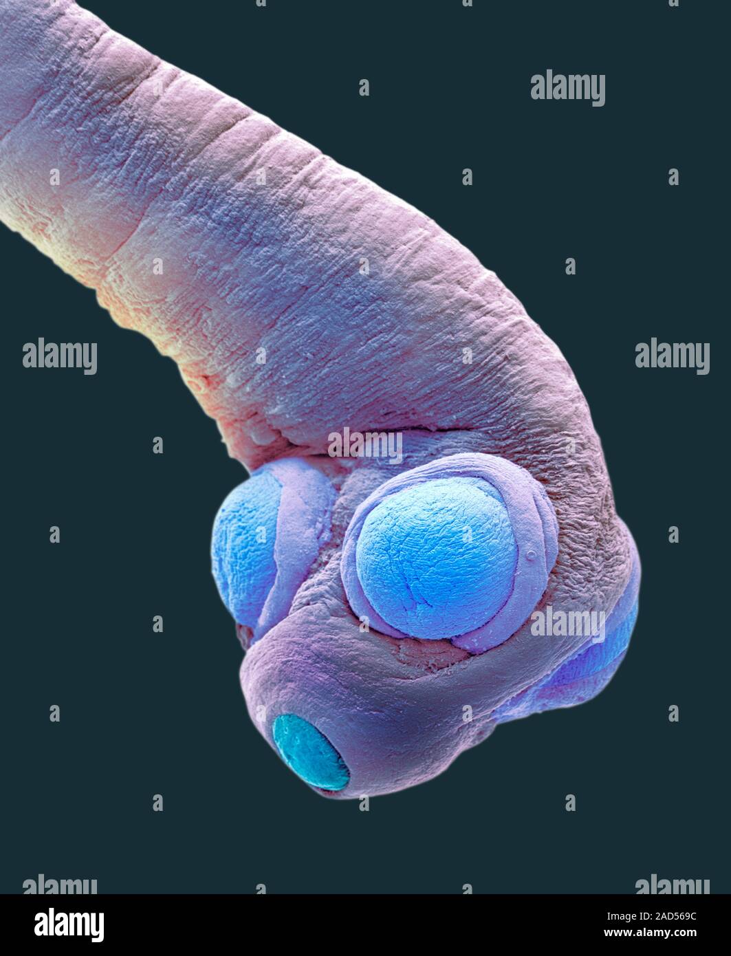 La tenia del cane. Color scanning electron microfotografia (SEM) di un ...