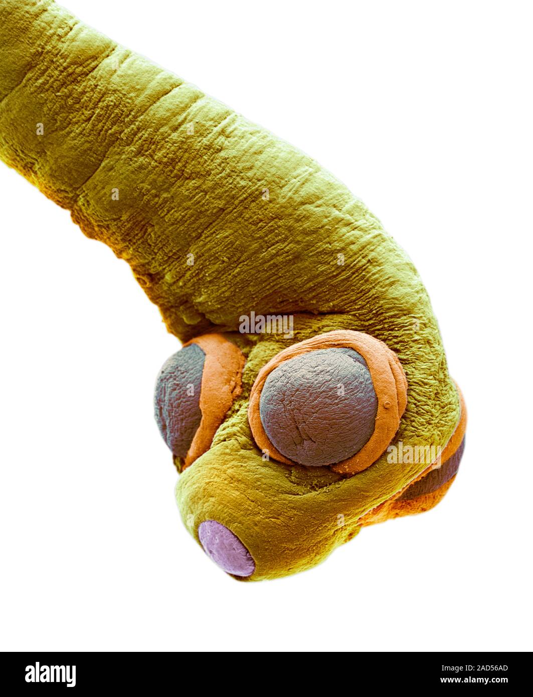 La tenia del cane. Color scanning electron microfotografia (SEM) di un ...