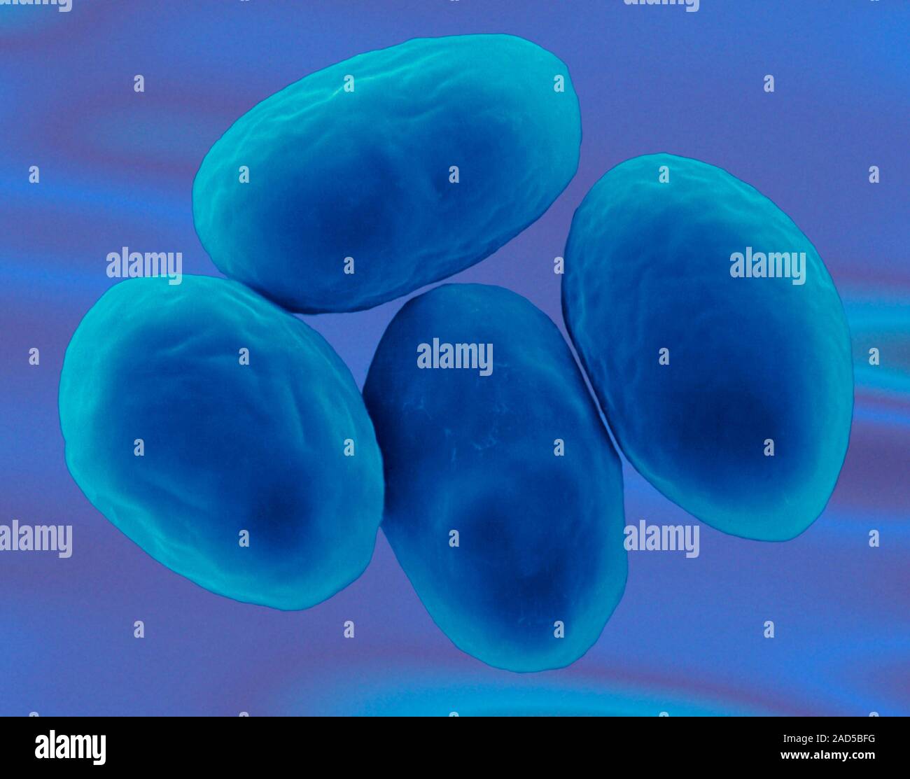 Giardia lamblia, un protozoo (stadio di cisti) trovato in acqua ...