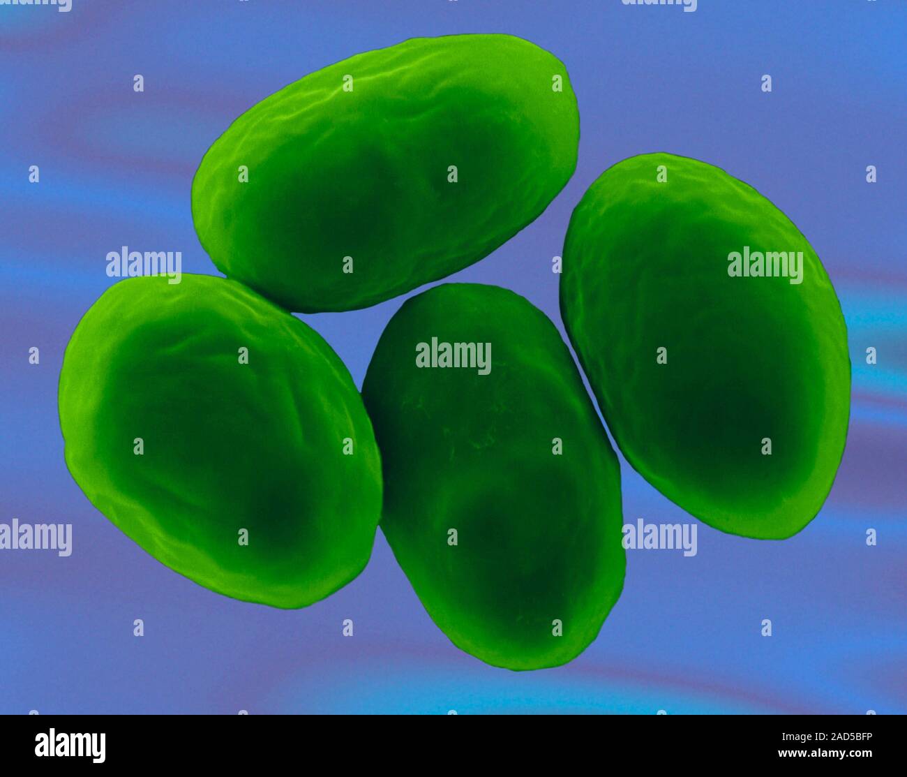 Giardia lamblia, un protozoo (stadio di cisti) trovato in acqua ...