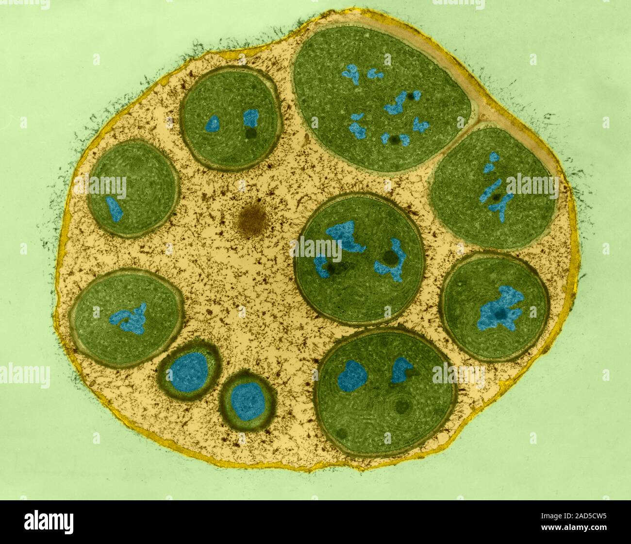 Colorato micrografia elettronica a trasmissione (TEM) di cianobatteri ...