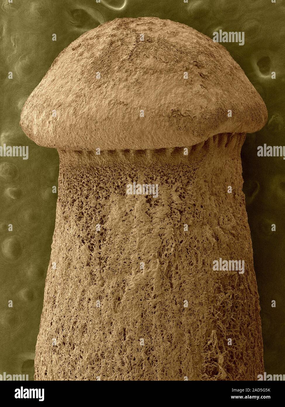 Color scanning electron microfotografia (SEM) di Mycorrhizal fungo ...