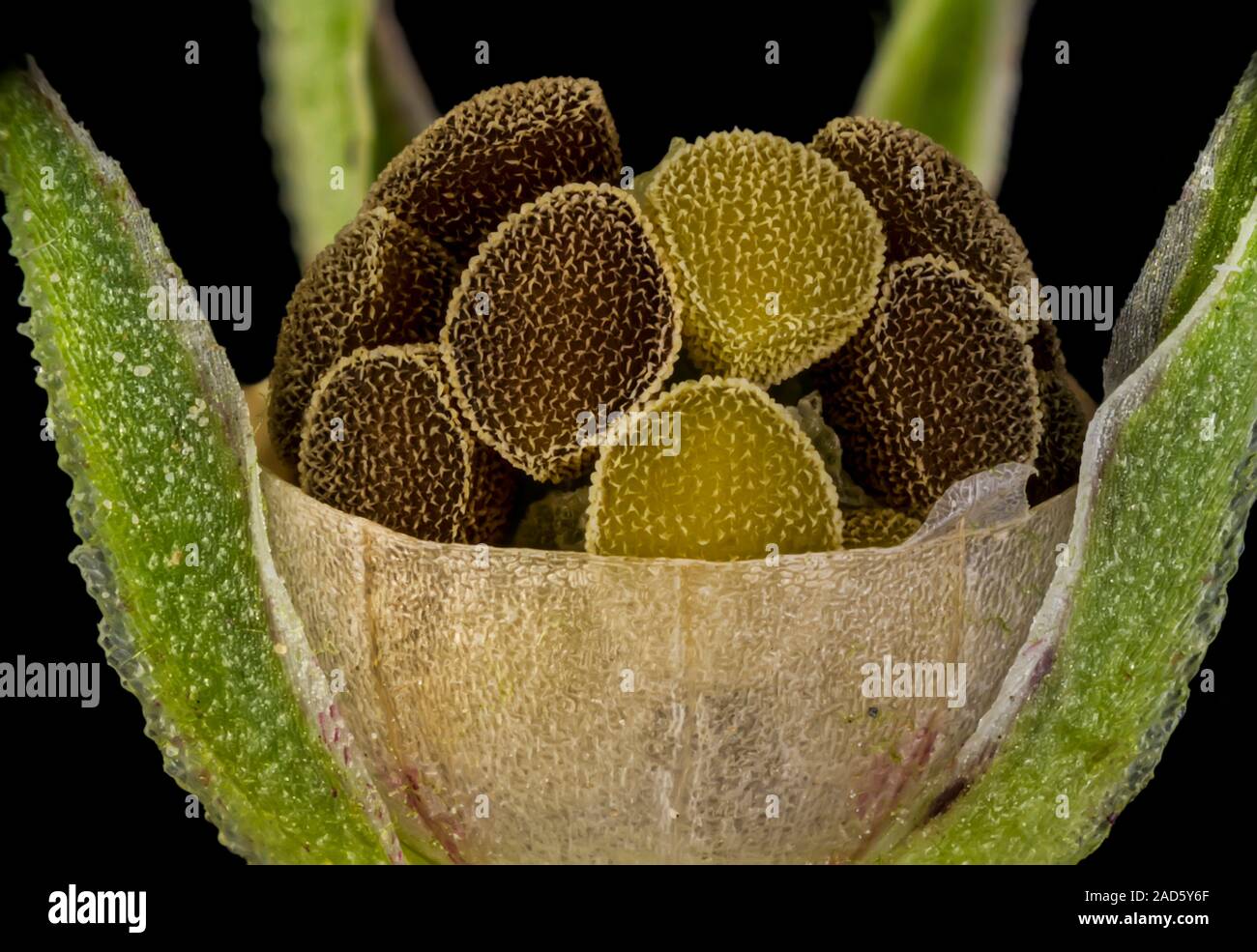 Micrografia di luce di un seme maturo di capsula di scarlet pimpernel ...