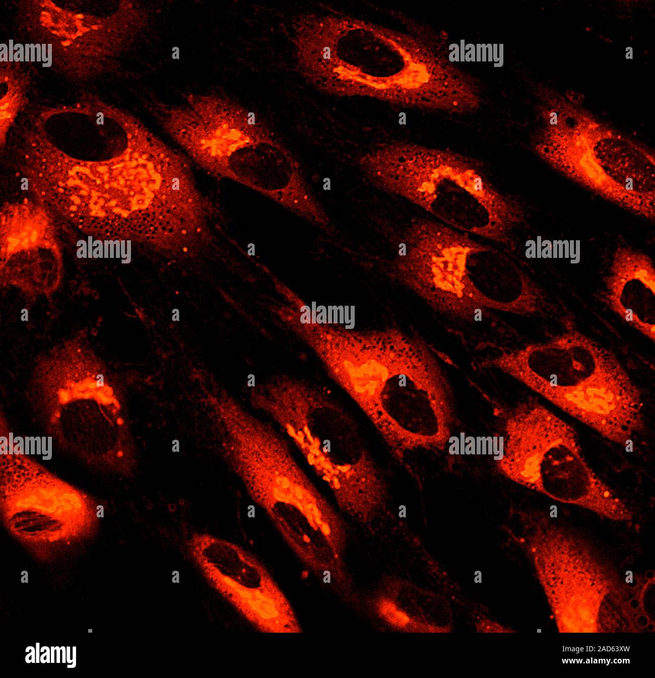 Fibroblasti cellule della pelle. Luce di fluorescenza micrografia di ...